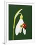'Ladybug on Snowflake Flower' Photographic Print - Naturfoto Honal ...