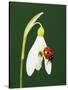 'Ladybug on Snowflake Flower' Photographic Print - Naturfoto Honal ...