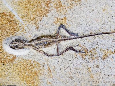 'Lizard Fossil from Solnhofen Limestone Formation' Photographic Print ...