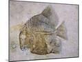 'Macromesodon Macropterus Fish Fossil' Photographic Print - Naturfoto ...