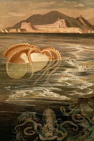 'Nautilus' Poster - F.W. Kuhnert | AllPosters.com