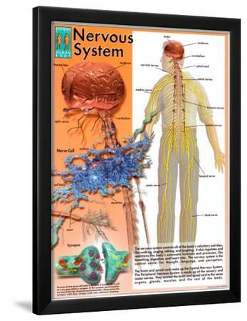 'Nervous System' Posters | AllPosters.com