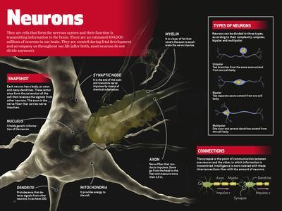 'neurons.' Photographic Print | AllPosters.com