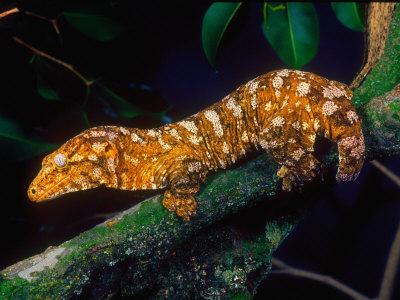 'New Caledonia Giant Gecko, Native to New Caledonia' Photographic Print ...
