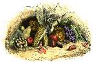 'New World Food including But, Squash and Fruit. Colourful Engraving of ...