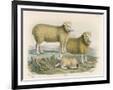 'Ryeland Sheep: Ram and Ewe Bred by Mr. Tomkins of Kingspion ...