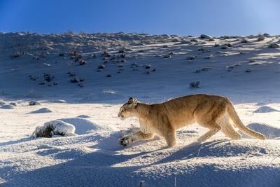 'Puma female, running in deep fresh snow, Patagonia' Photographic Print ...