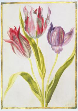 Nicolas Robert Posters, Prints, Paintings & Wall Art | AllPosters.com