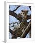 A Leopard Gazes Intently from a Comfortable Perch in a Tree in Samburu ...