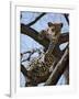 A Leopard Gazes Intently from a Comfortable Perch in a Tree in Samburu ...