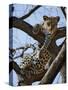 A Leopard Gazes Intently from a Comfortable Perch in a Tree in Samburu ...