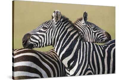 'Greetings' Stretched Canvas Print - Nigel Pavitt | AllPosters.com