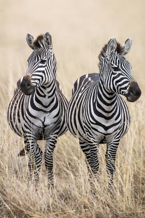 'Safari Duet' Giclee Print - Nigel Pavitt | AllPosters.com