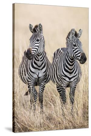 'Safari Duet' Stretched Canvas Print - Nigel Pavitt | AllPosters.com