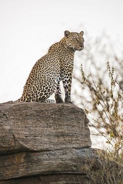 Nigel Pavitt Posters, Prints, Paintings & Wall Art | AllPosters.com