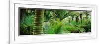 'Nikau Palm Trees in a Forest, Kohaihai River, Oparara Basin Arches ...