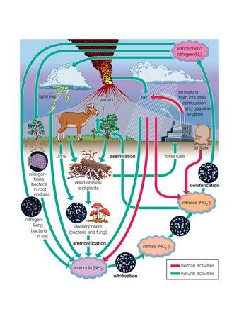 'Nitrogen Cycle, Biosphere, Atmosphere, Earth Sciences' Poster ...