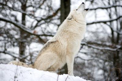 Timber Wolf Howling