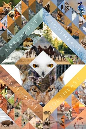'North American Wildlife Collage - Photo Collage' Posters - Lantern ...