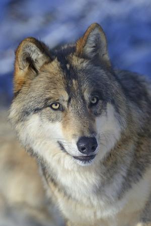 'North-western wolf portrait, captive occurs in northwestern USA and ...