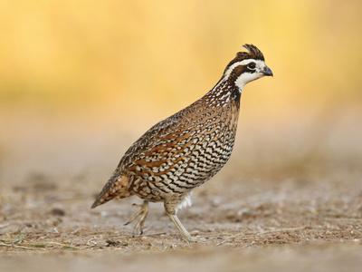 'Northern Bobwhite Quail, Texas, USA' Photographic Print - Larry Ditto ...