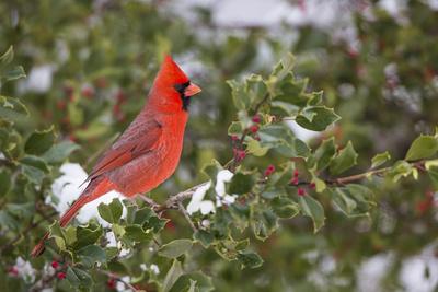 'Northern Cardinal male in American Holly tree (Ilex opaca) in winter ...