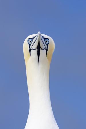 'Northern Gannet Face on Portrait Showing Both Eyes' Photographic Print ...