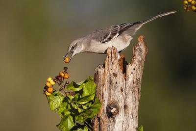 'Northern Mockingbird Feeding on Anaqua Berries' Photographic Print ...