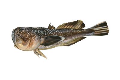 'Northern Stargazer (Astroscopus Guttatus), Fishes' Posters ...