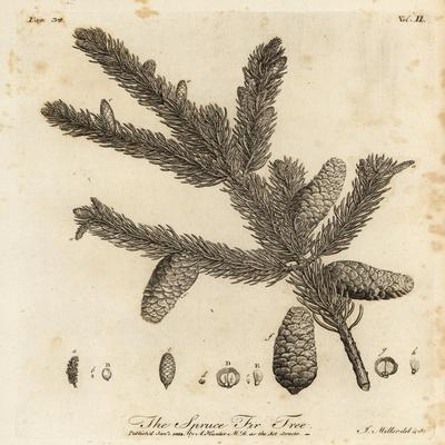 'Norway Spruce or European Spruce, Picea Abies, 1776 (Engraving ...