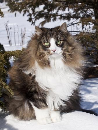 'Norwegian Forest Cat in Snow' Photographic Print - Lynn M. Stone ...