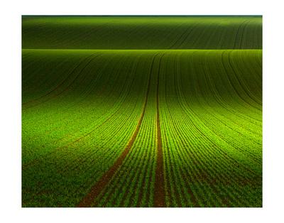 'November Green' Art | AllPosters.com