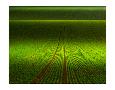 'November Green' Premium Giclee Print | AllPosters.com
