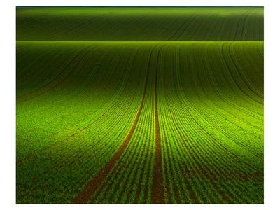 November Green | AllPosters.com