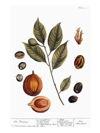 'Nutmeg, 1735' Giclee Print - Elizabeth Blackwell | AllPosters.com