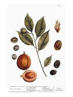 'Nutmeg, 1735' Giclee Print - Elizabeth Blackwell | AllPosters.com