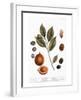 'Nutmeg, 1735' Giclee Print - Elizabeth Blackwell | AllPosters.com