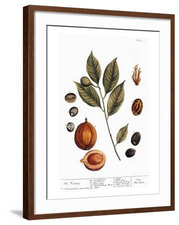 'Nutmeg, 1735' Giclee Print - Elizabeth Blackwell | AllPosters.com
