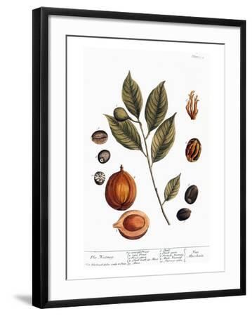 'Nutmeg, 1735' Giclee Print - Elizabeth Blackwell | AllPosters.com