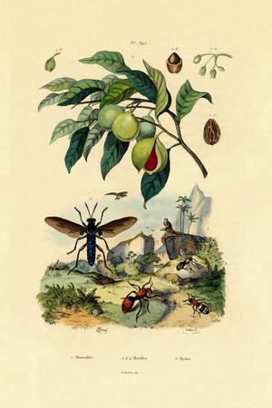 'Nutmeg, 1833-39' Giclee Print | AllPosters.com