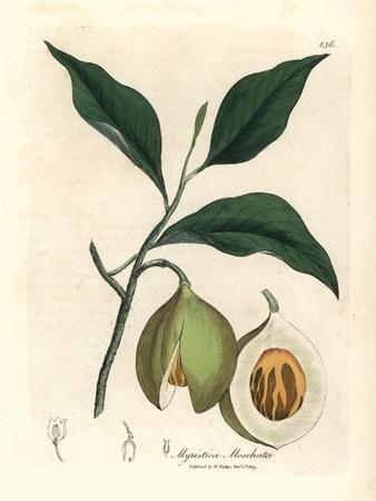 'Nutmeg and Mace Tree, Myristica Moschata, Myristica Fragrans' Giclee ...
