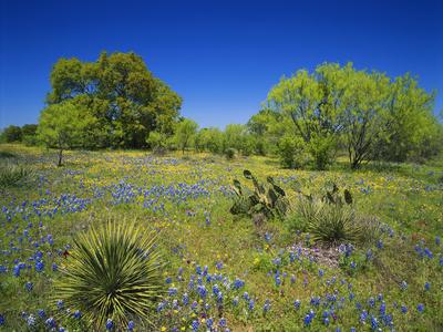 'Oak and Mesquite Tree with Bluebonnets, Low Bladderpod, Texas Hill ...