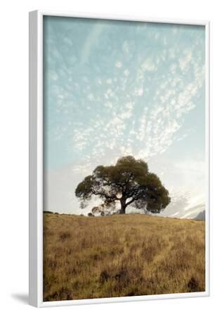 'Oak Tree #12' Photographic Print - Alan Blaustein | AllPosters.com