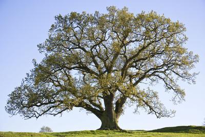 'Oak Tree on Upland Pasture' Photographic Print | AllPosters.com