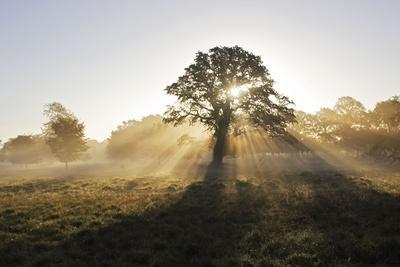 'Oak Tree Rays of Sunshine' Photographic Print | AllPosters.com
