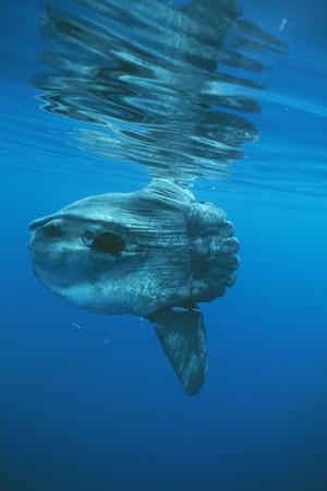 'Ocean Sunfish' Photographic Print | AllPosters.com