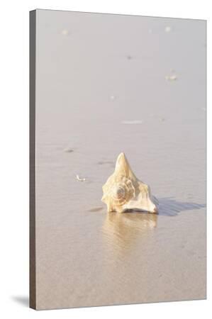 'Ocean Treasure - Pick' Stretched Canvas Print - Carina Okula ...