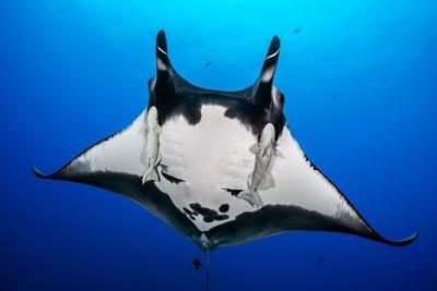 'oceanic manta ray with fins curled as classic devil ray horns ...