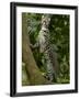 'Ocelot (Felis / Leopardus Pardalis) Amazon Rainforest, Ecuador ...