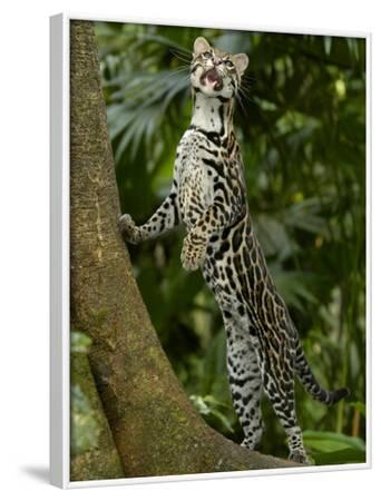 'Ocelot (Felis / Leopardus Pardalis) Amazon Rainforest, Ecuador ...